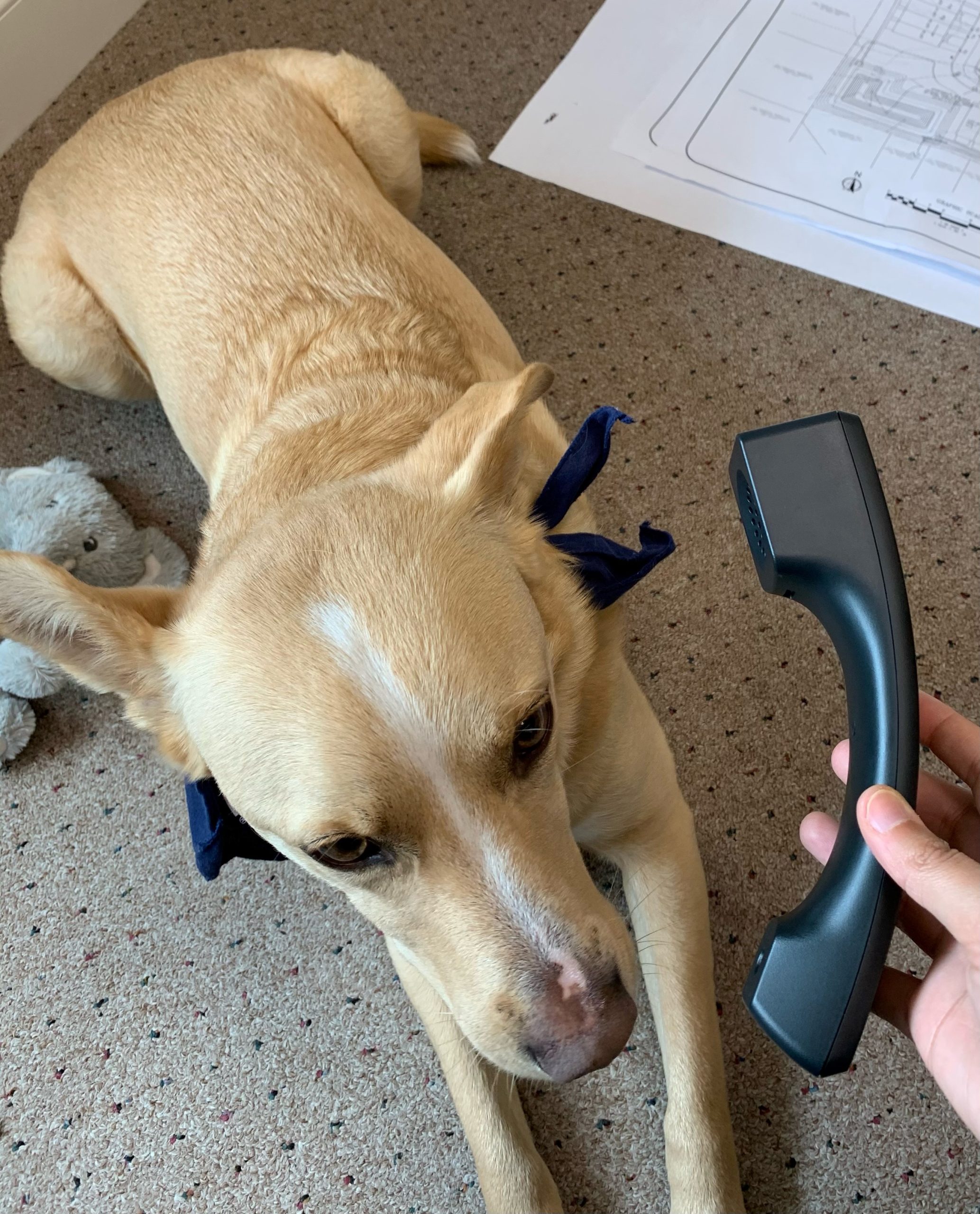 Celebrating Women in Engineering: Allison Taylor, E.I. - Avcon